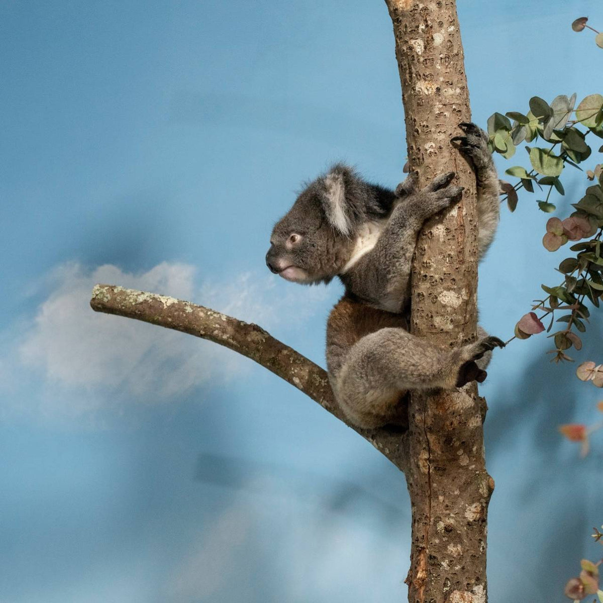 Longleat Gifts – Longleat Shop